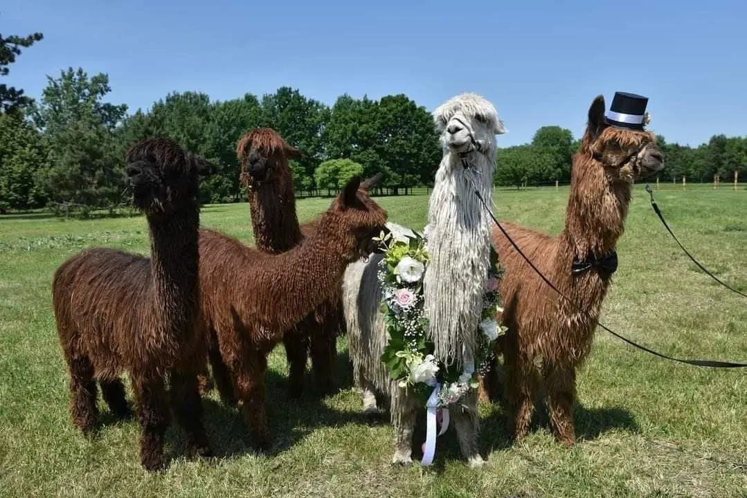 6 alpaka farm Magyarországon - HovaMenjünk.hu