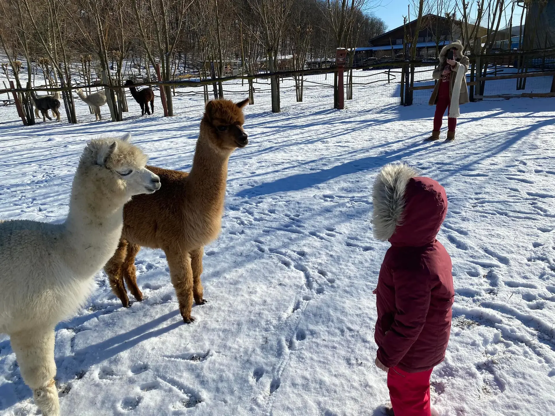 6 alpaka farm Magyarországon - HovaMenjünk.hu