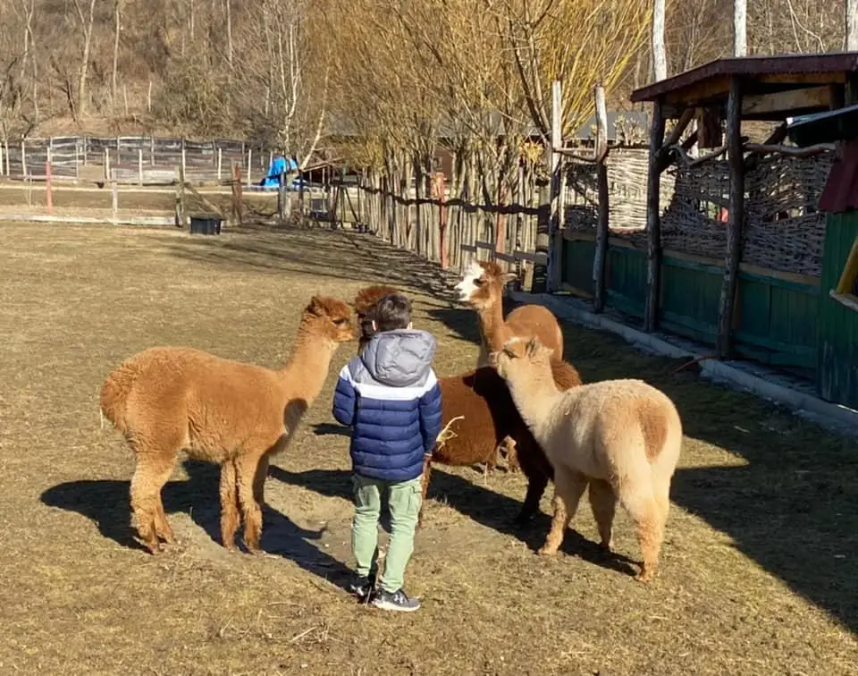 6 alpaka farm Magyarországon - HovaMenjünk.hu